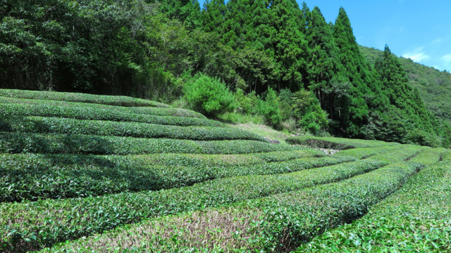 2026 Shincha Market Flash Report: Tencha Prices double?! — 3 Things ...